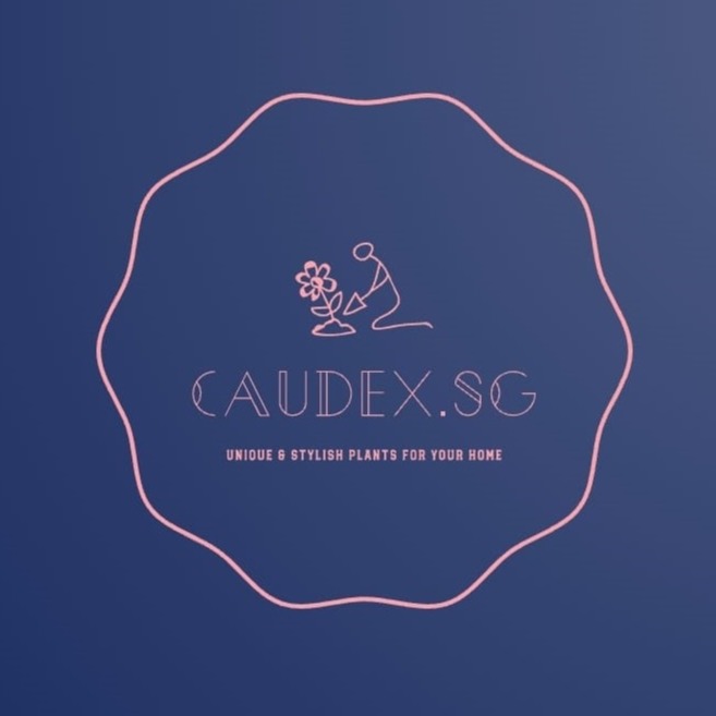 Caudex.sg, Online Shop | Shopee Singapore
