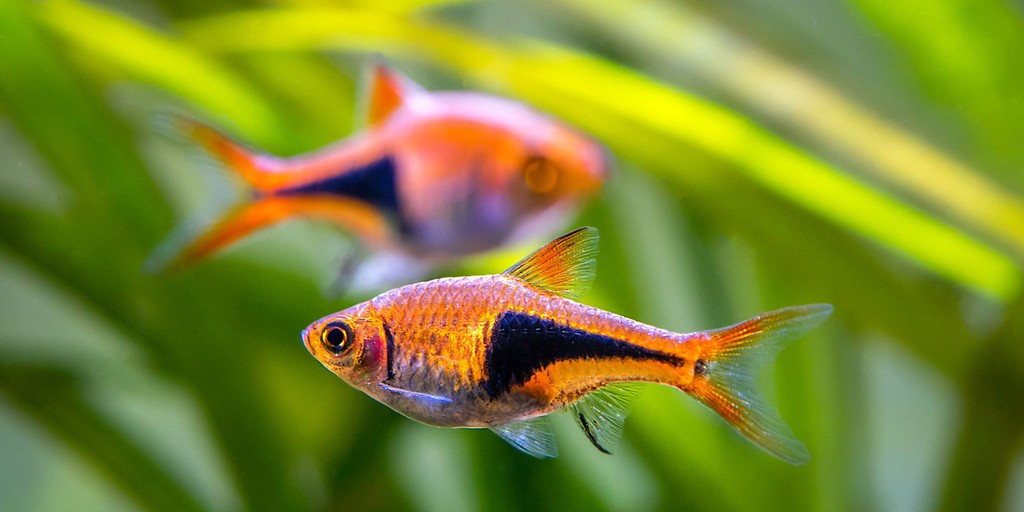 Toh Aquarium, Online Shop | Shopee Singapore