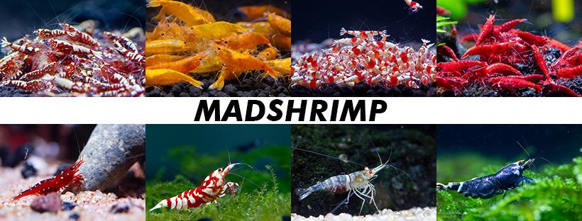 MADSHRIMP, Online Shop | Shopee Singapore