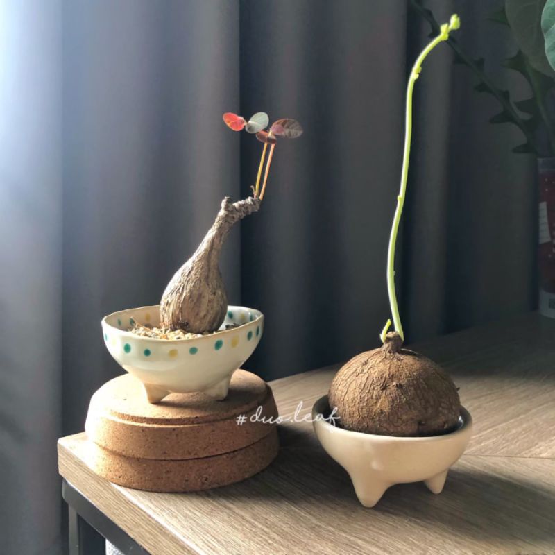 Duo.leaf, Online Shop | Shopee Singapore