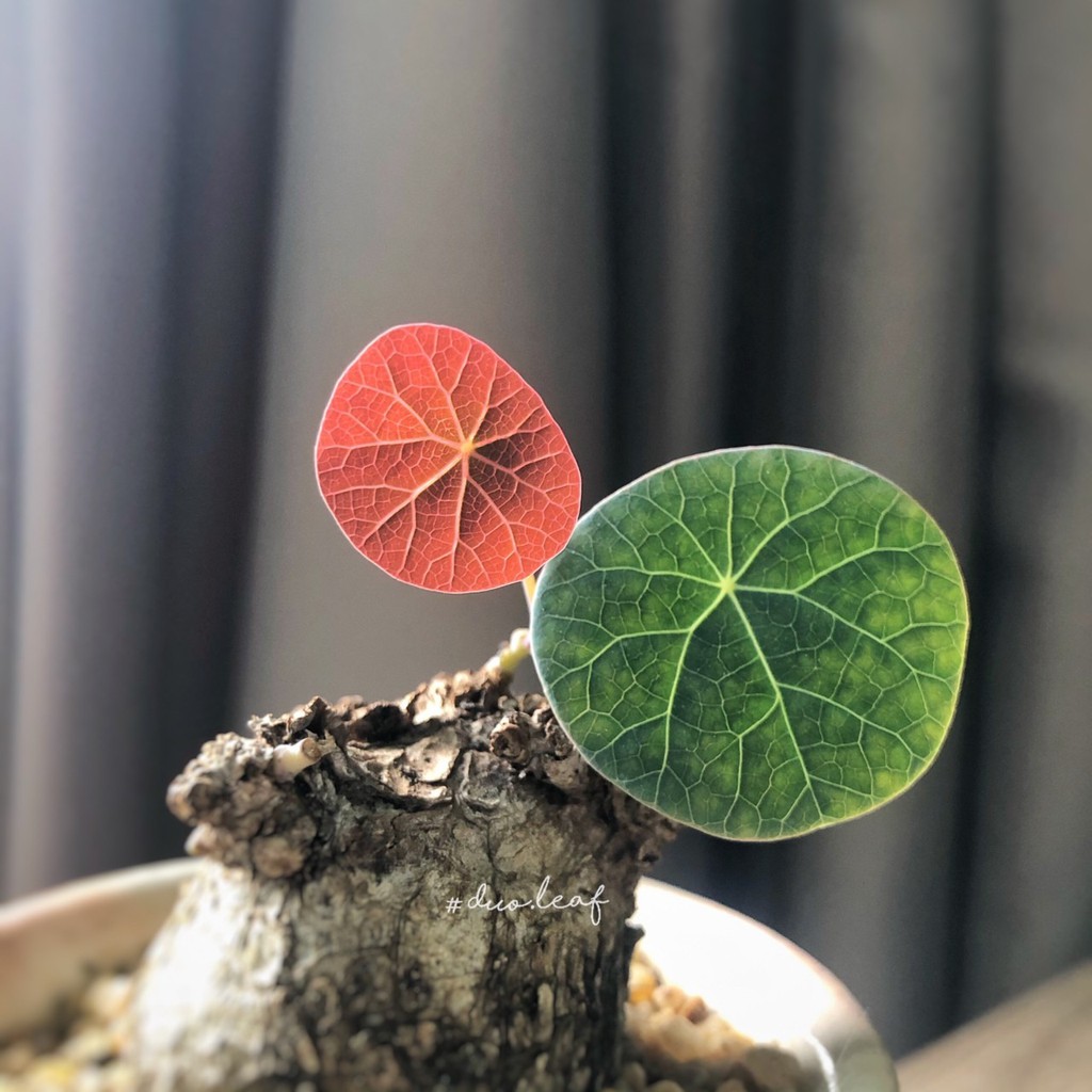 Duo.leaf, Online Shop | Shopee Singapore