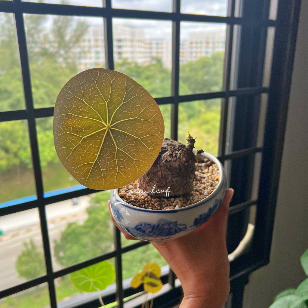 Duo.leaf, Online Shop | Shopee Singapore