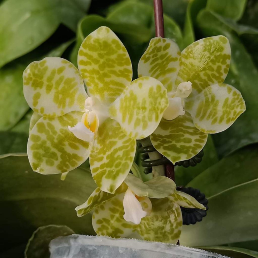 TaiHo Orchids Private Limited, Online Shop | Shopee Singapore